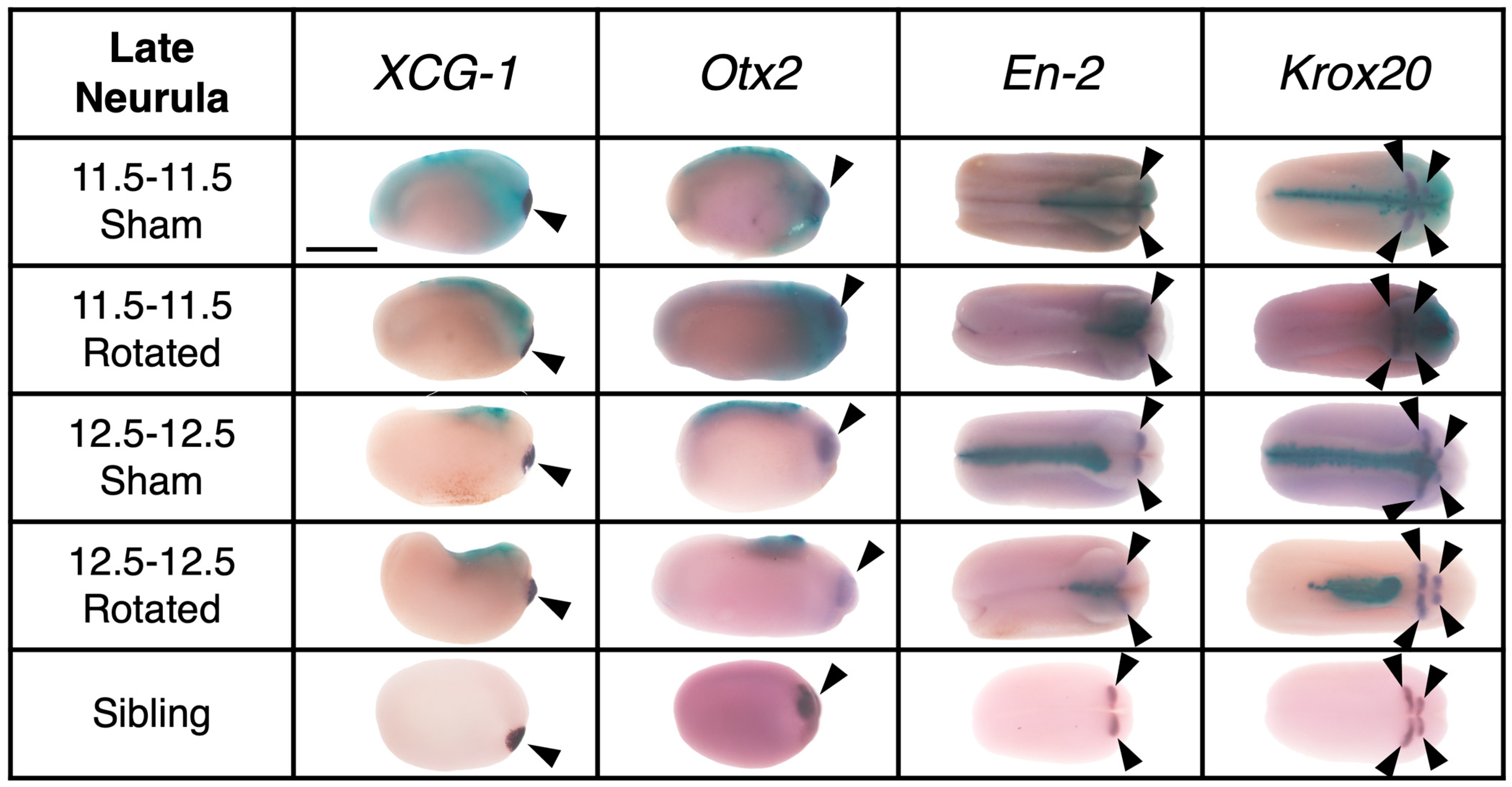 JDB | Free Full-Text | Tissue Rotation of the Xenopus Anterior ...