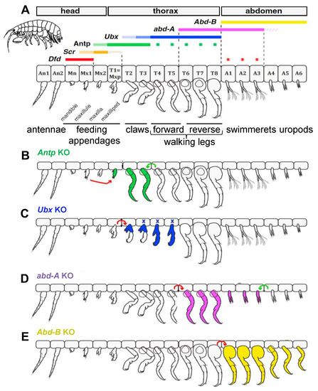 JDB | Free Full-Text | Seeking Sense in the Hox Gene Cluster