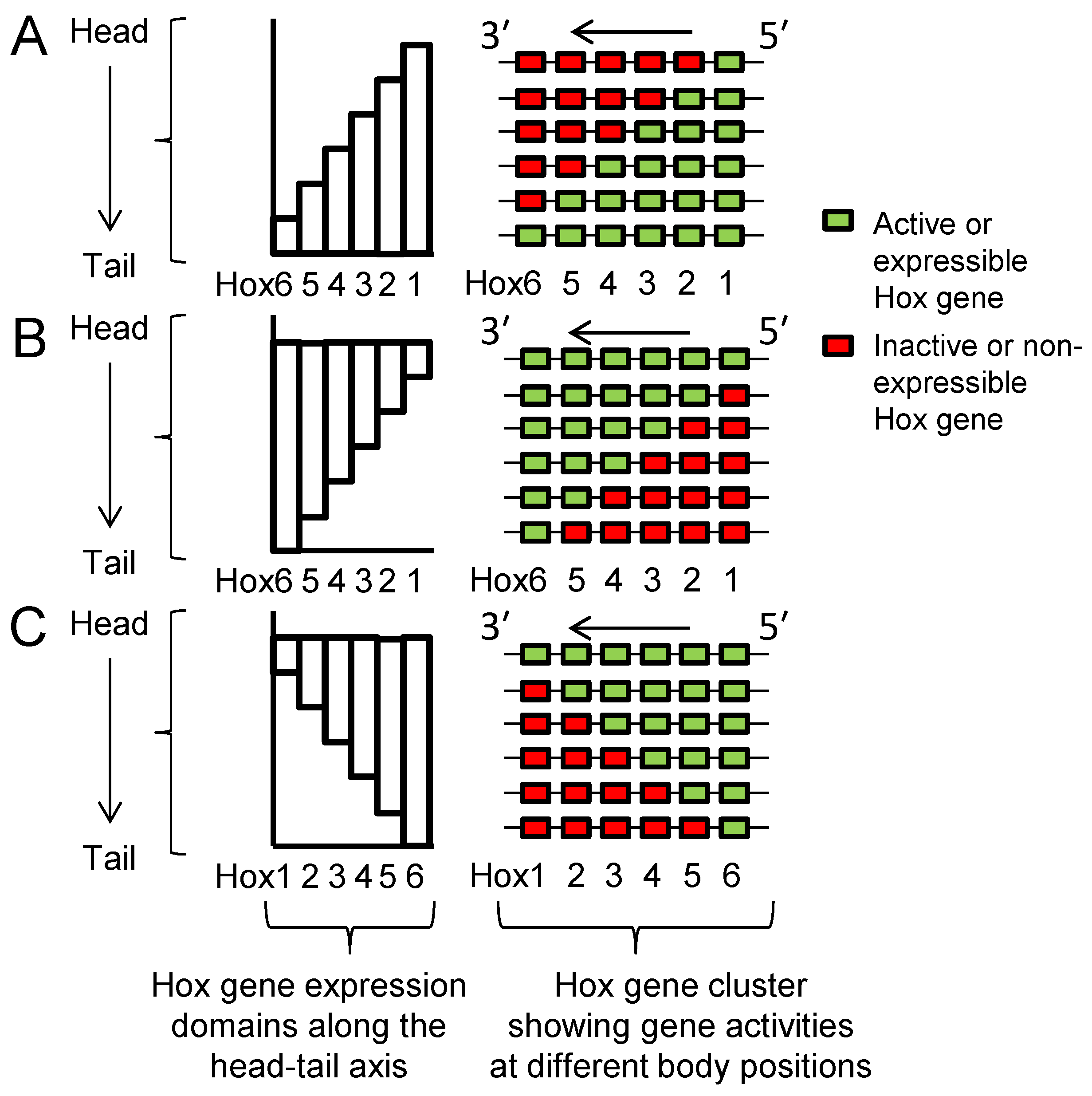 Jdb Free Full Text Seeking Sense In The Hox Gene Cluster
