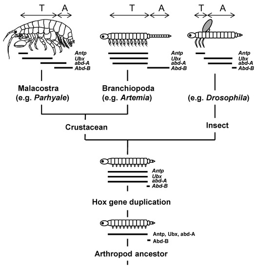 JDB | Free Full-Text | Seeking Sense in the Hox Gene Cluster