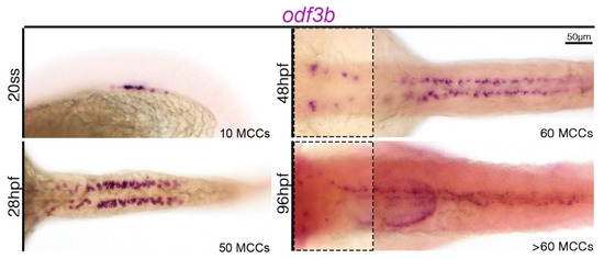 Advances in Understanding the Genetic Mechanisms of Zebrafish Renal ...