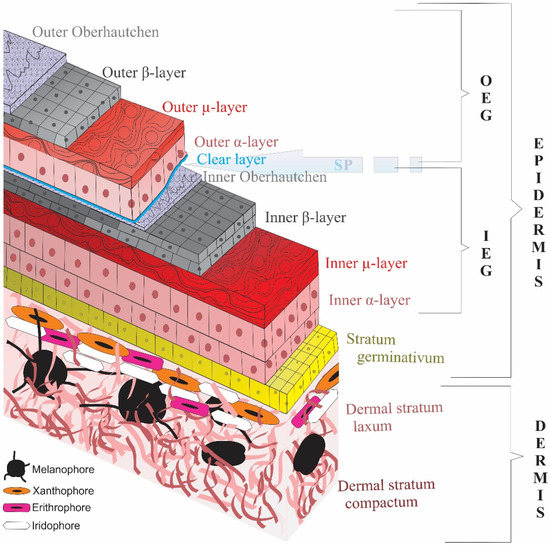 The Story of the Finest Armor: Developmental Aspects of Reptile Skin