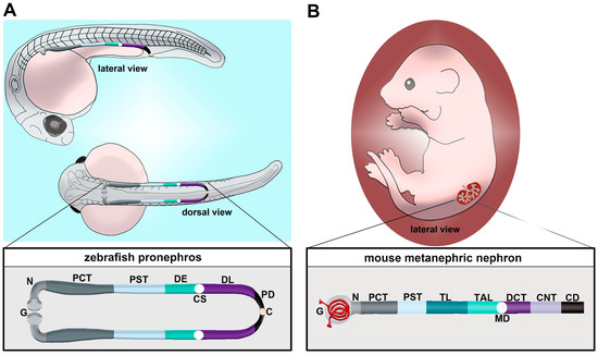 Principles of Zebrafish Nephron Segment Development