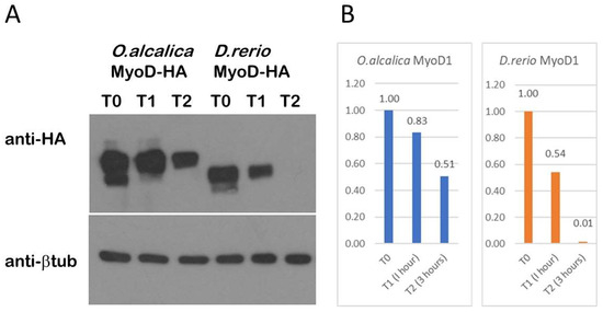 JDB | Free Full-Text | The Presence of Two MyoD Genes in a Subset of ...