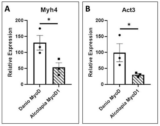 JDB | Free Full-Text | The Presence of Two MyoD Genes in a Subset of ...