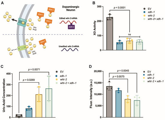 Attenuation of Dopaminergic Neurodegeneration in a C. elegans Parkinson ...