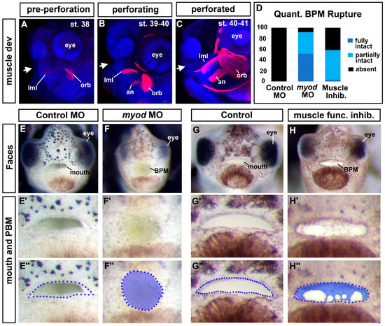 Jak2 and Jaw Muscles Are Required for Buccopharyngeal Membrane ...