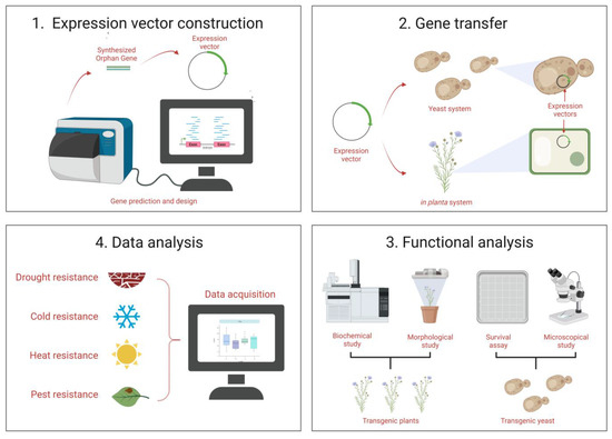 The Lost and Found: Unraveling the Functions of Orphan Genes