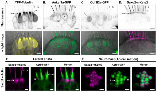Regionalized Protein Localization Domains in the Zebrafish Hair Cell ...