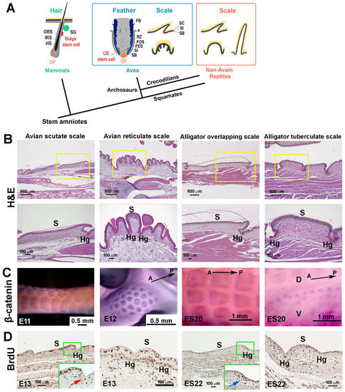 Molecular and Cellular Characterization of Avian Reticulate Scales ...