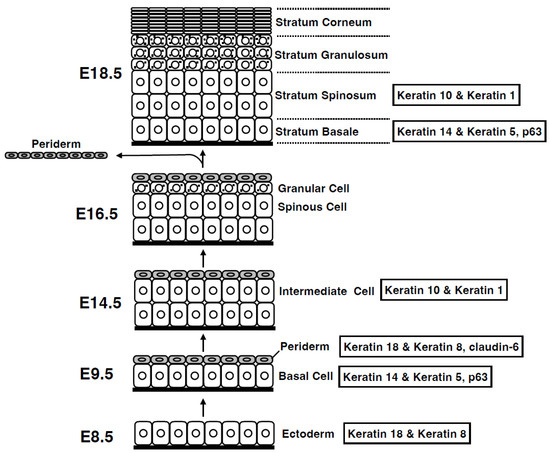 Epidermal Barrier Development via Corneoptosis: A Unique Form of Cell ...