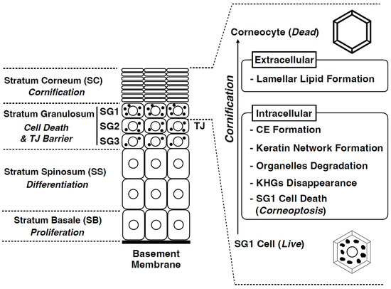 Epidermal Barrier Development via Corneoptosis: A Unique Form of Cell ...