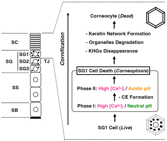Epidermal Barrier Development via Corneoptosis: A Unique Form of Cell ...