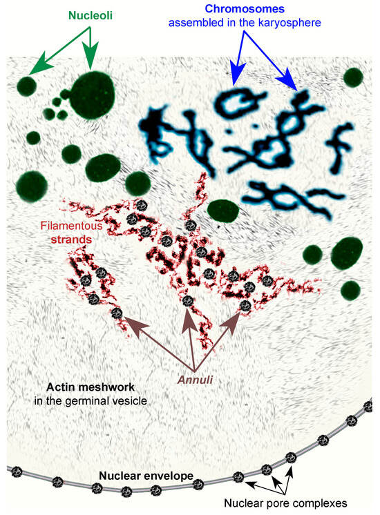 Special Nuclear Structures in the Germinal Vesicle of the Common Frog ...