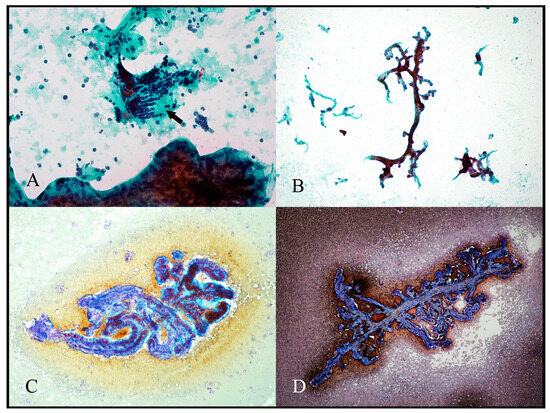 Cytology Techniques Can Provide Insight into Human Placental Structure ...