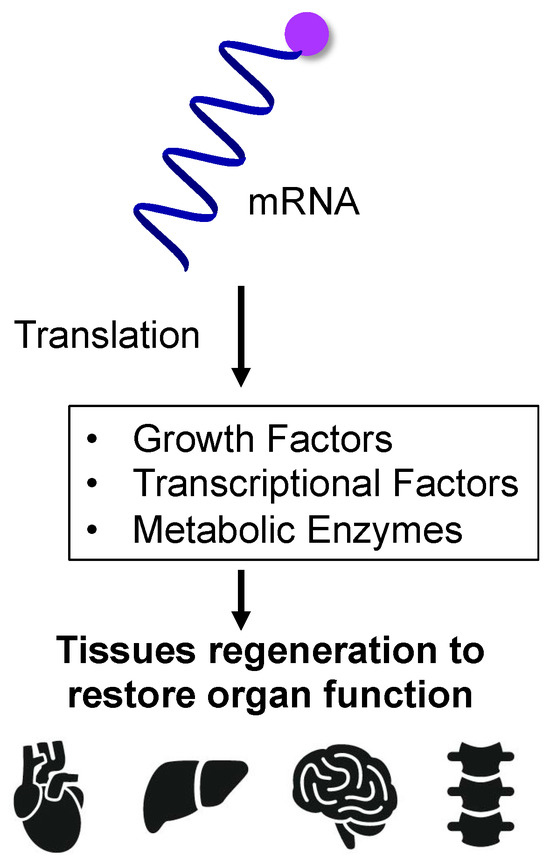 Cell Reprogramming and Differentiation Utilizing Messenger RNA for Regenerative Medicine