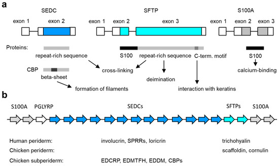 Development-Associated Genes of the Epidermal Differentiation Complex (EDC)
