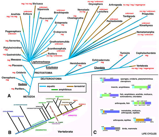 Regeneration Abilities among Extant Animals Depend on Their ...