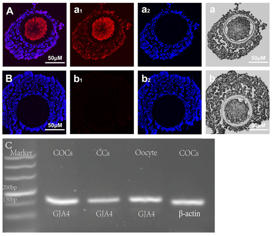 Effect of Cyclic Adenosine Monophosphate on Connexin 37 Expression in ...