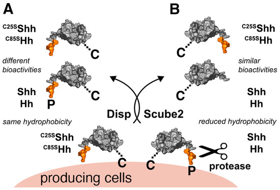 A Residual N-Terminal Peptide Enhances Signaling of Depalmitoylated ...