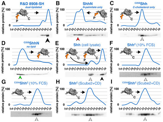 A Residual N-Terminal Peptide Enhances Signaling of Depalmitoylated ...