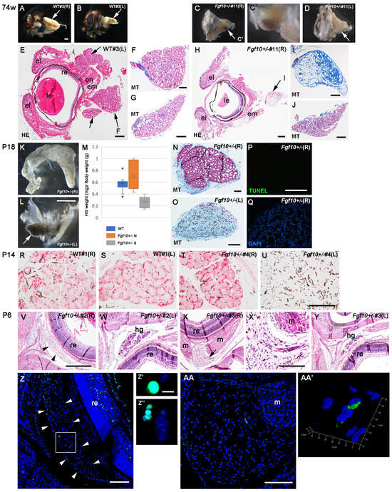 Harderian Gland Development and Degeneration in the Fgf10-Deficient ...