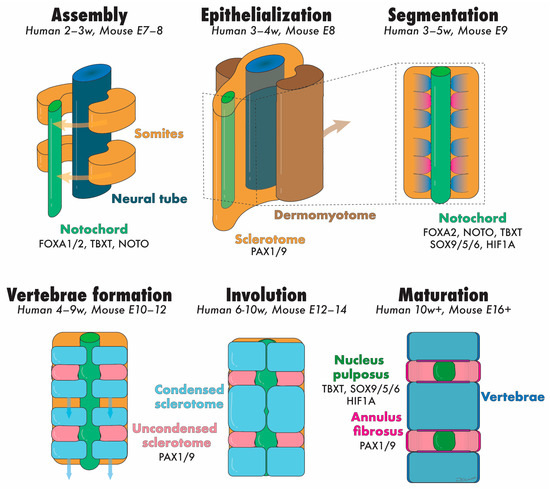 Getting to the Core: Exploring the Embryonic Development from Notochord ...