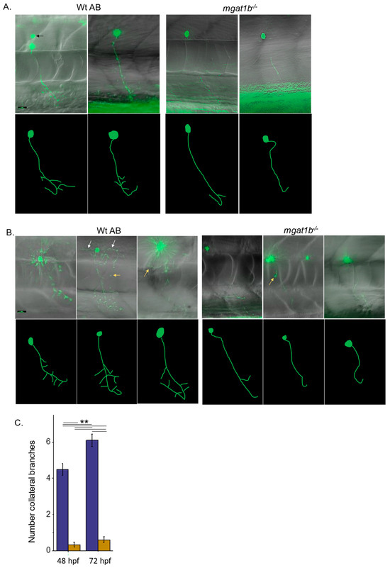 Lowered GnT-I Activity Decreases Complex-Type N-Glycan Amounts and ...