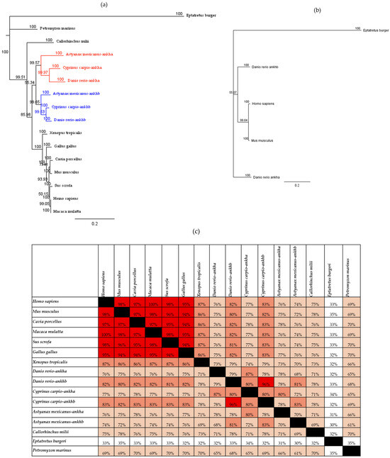 Evolution and Spatiotemporal Expression of ankha and ankhb in Zebrafish
