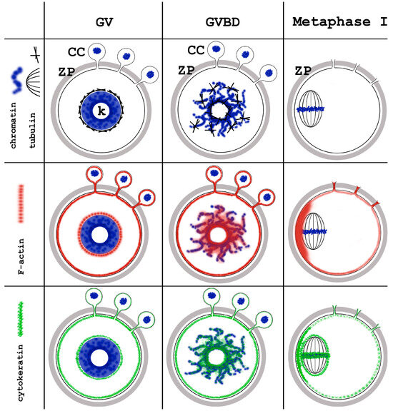 How the Oocyte Nucleolus Is Turned into a Karyosphere: The Role of ...