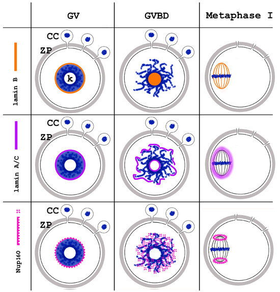 How the Oocyte Nucleolus Is Turned into a Karyosphere: The Role of ...