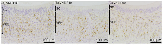 Prosaposin/Saposin Expression in the Developing Rat Olfactory and ...