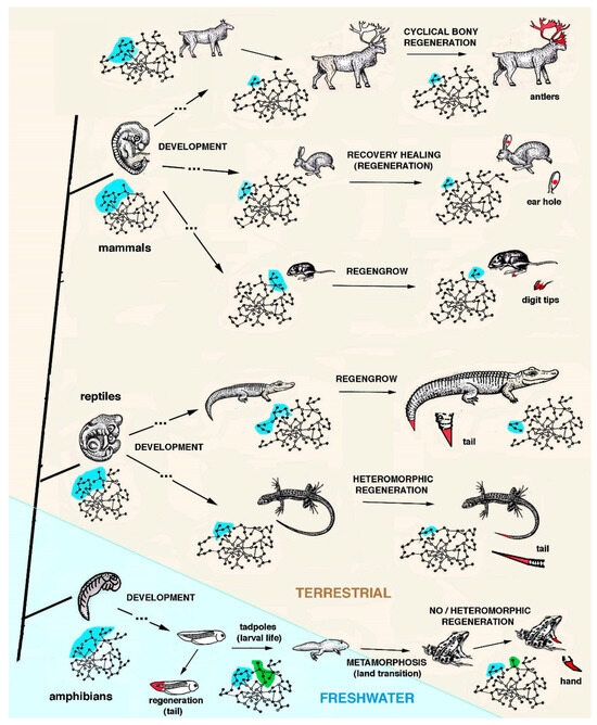 Regeneration, Regengrow and Tissue Repair in Animals: Evolution ...