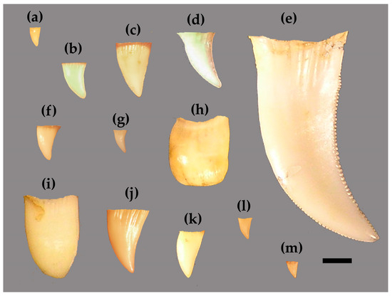 Varanid Teeth Asymmetry and Correlation to Body Size