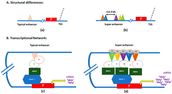 Super-Enhancers in Placental Development and Diseases