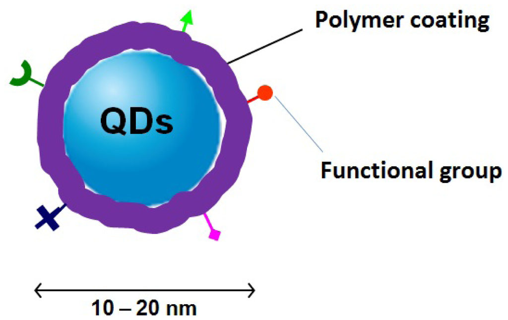 Biocompatible Polymer/Quantum Dots Hybrid Materials: Current Status and ...
