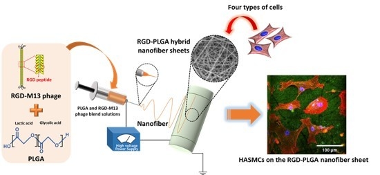 JFB | Free Full-Text | Biomimetic Hybrid Nanofiber Sheets Composed of ... JFB | Free Full-Text | Biomimetic Hybrid Nanofiber Sheets Composed of ...