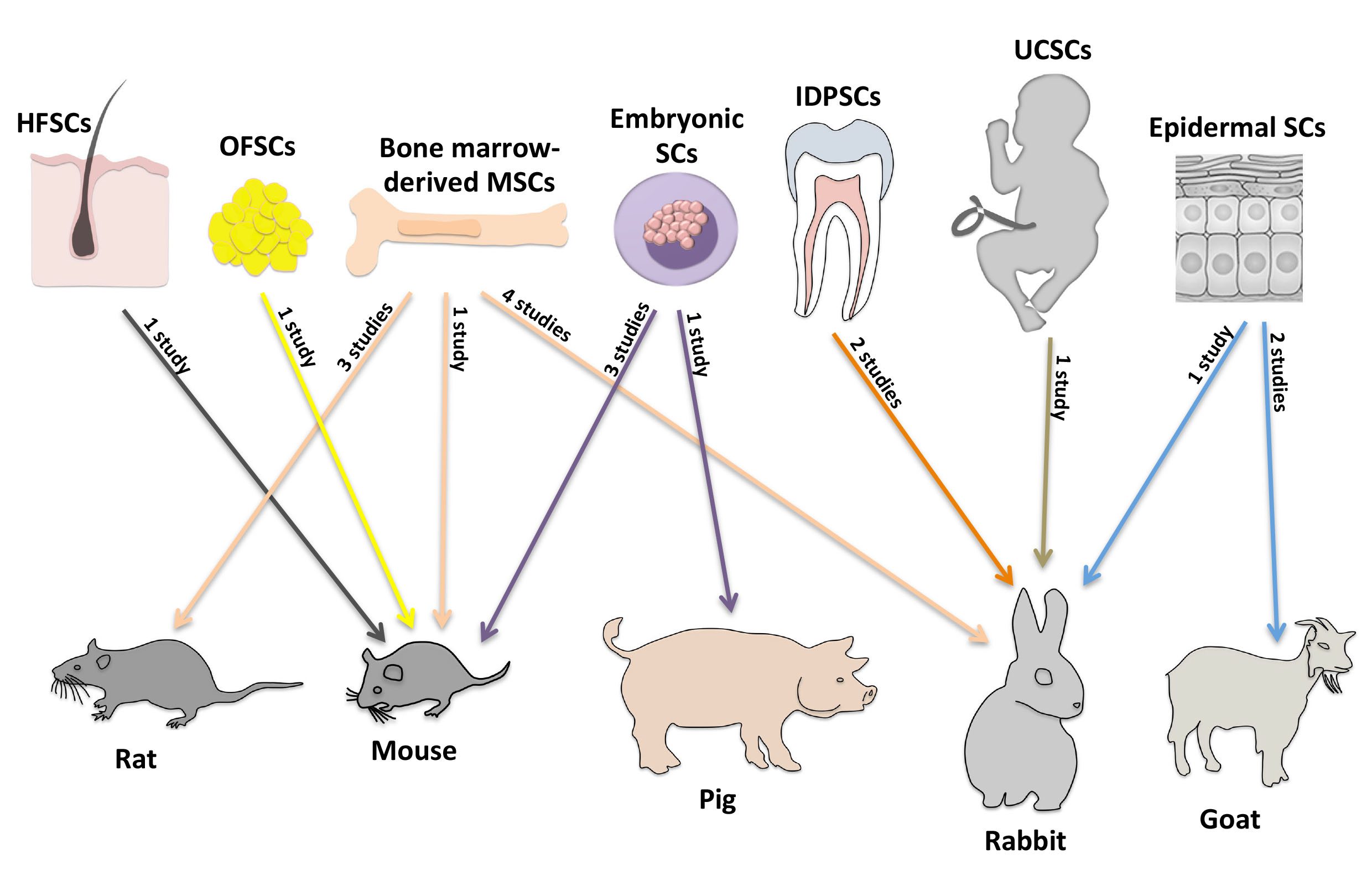JFB | Free Full-Text | Pre-Clinical Cell-Based Therapy for Limbal Stem ...