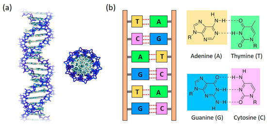 DNA-Based Single-Molecule Electronics: From Concept to Function