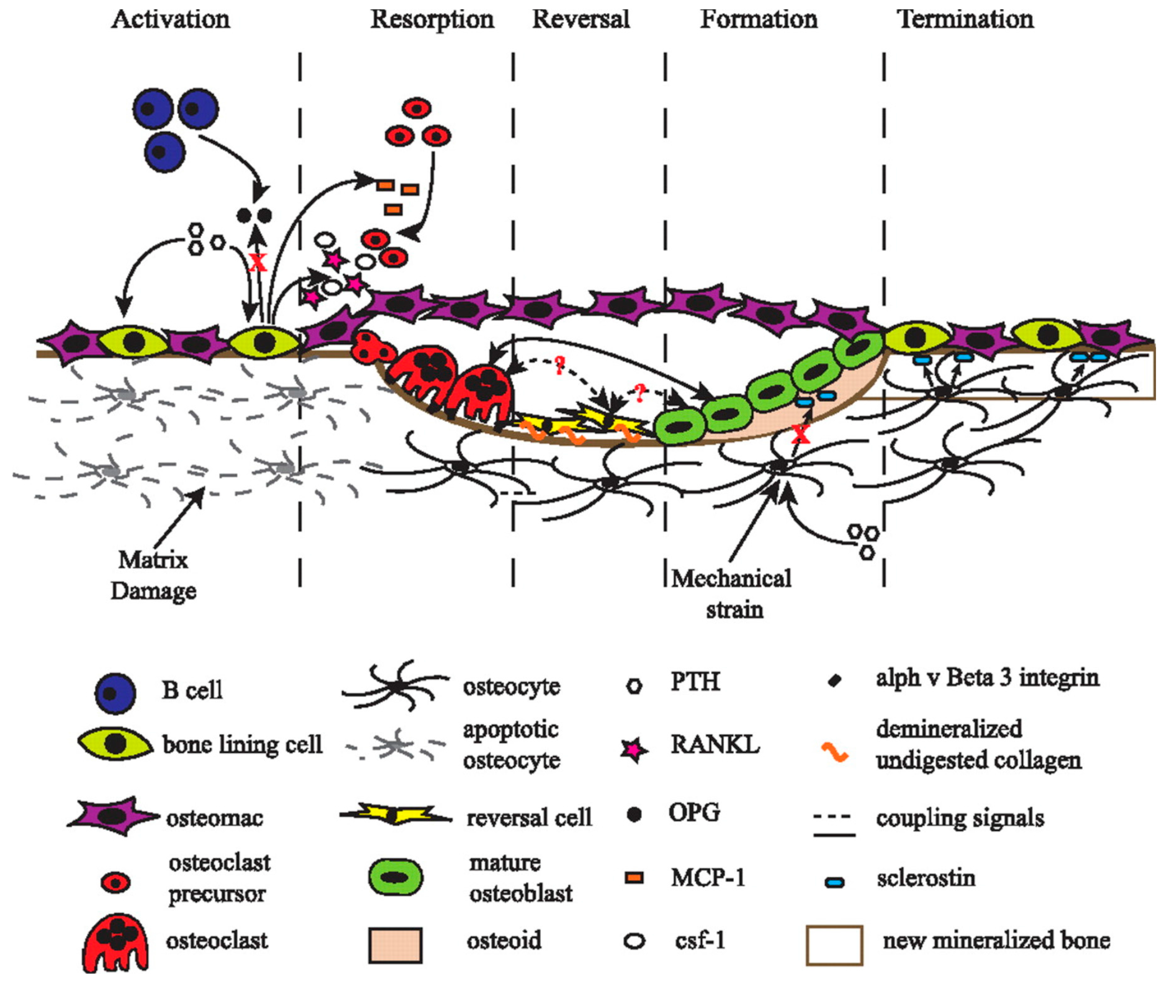 JFB | Free Full-Text | Modulation of Osteoclast Interactions with ... JFB | Free Full-Text | Modulation of Osteoclast Interactions with ...