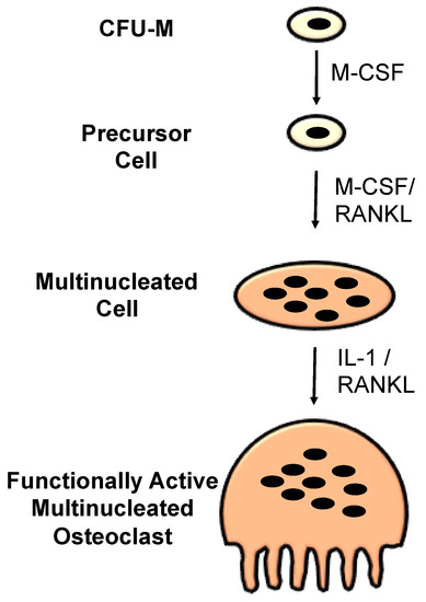 Modulation of Osteoclast Interactions with Orthopaedic Biomaterials