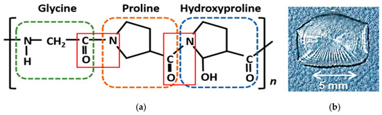 Proton Conduction via Water Bridges Hydrated in the Collagen Film