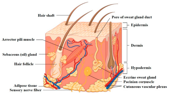 Biobased Materials for Skin-Contact Products Promoted by POLYBIOSKIN ...