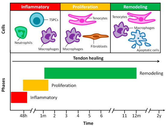 The Role of Scaffolds in Tendon Tissue Engineering