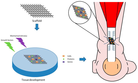 The Role of Scaffolds in Tendon Tissue Engineering