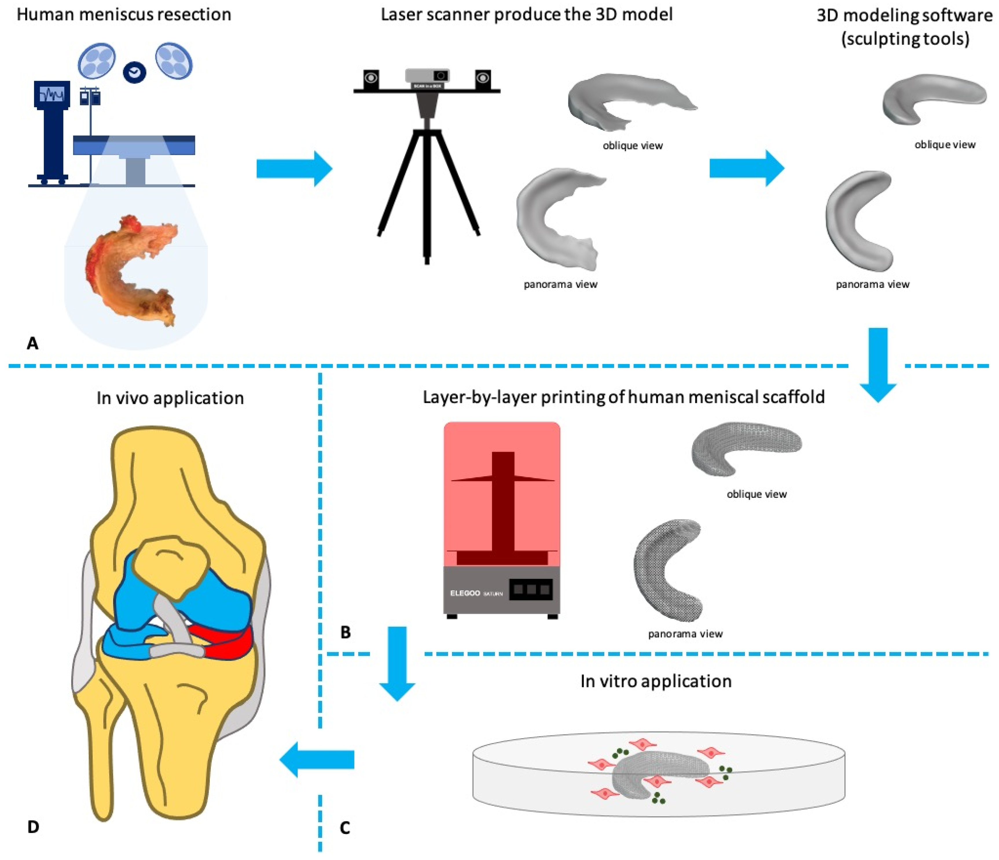 Three-Dimensional-Printed Scaffolds for Meniscus Tissue Engineering ...
