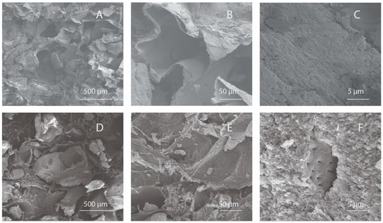 JFB | Free Full-Text | A Comparative Study of Two Bone Graft ...