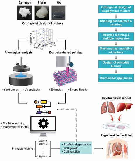 Printability and Cell Viability in Extrusion-Based Bioprinting from Experimental, Computational ...