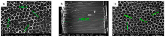 TiO2 Nanotubes Functionalized with Icariin for an Attenuated In Vitro ...