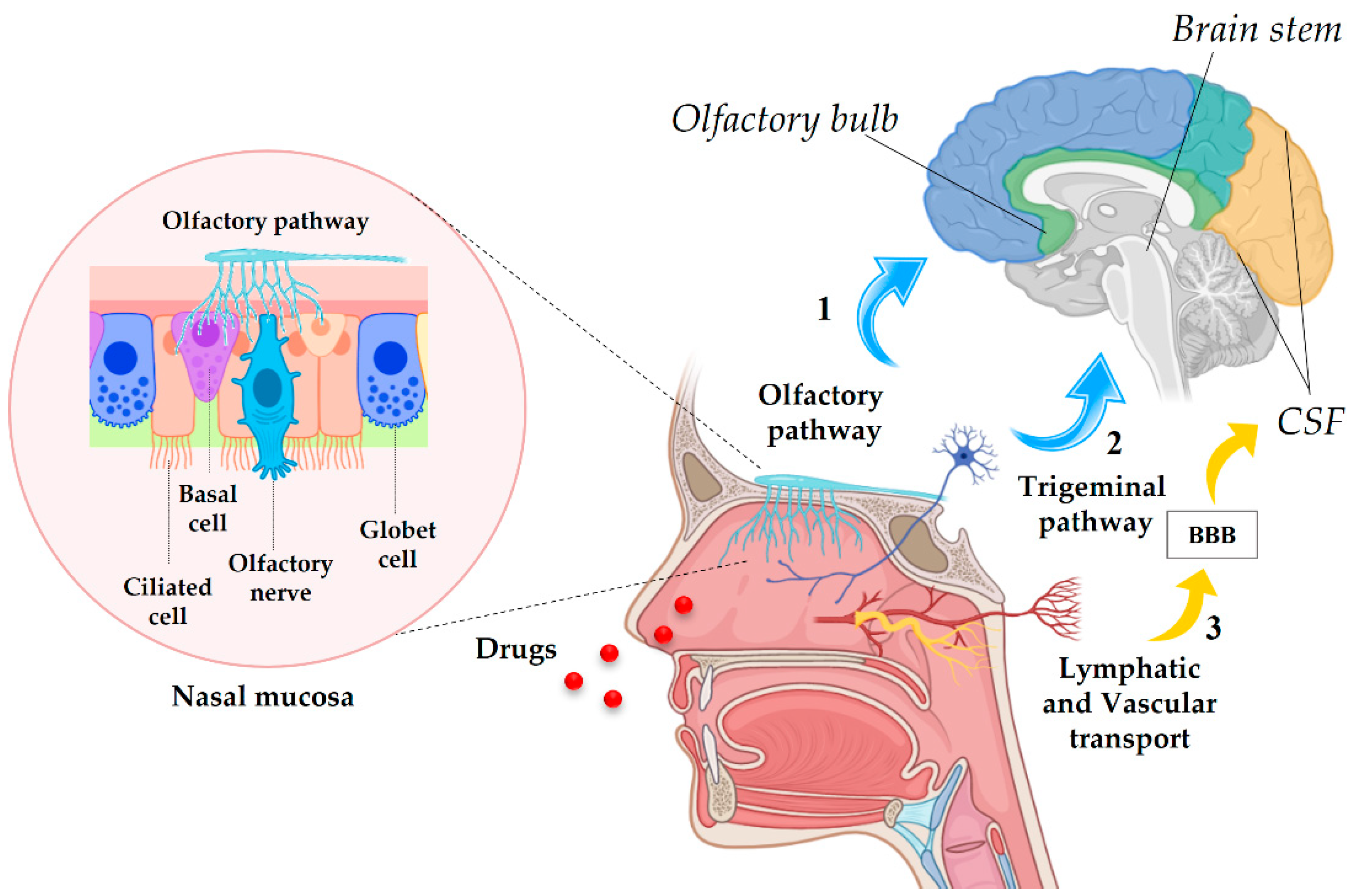 Biopolymer Nanoparticles for Nose-to-Brain Drug Delivery: A New ...
